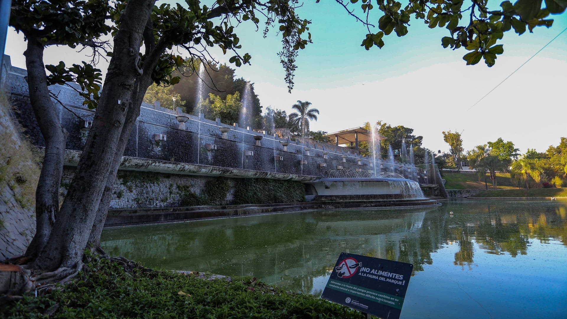 Implementan programa “Bosques sin Muérdago” para proteger y conservar ...